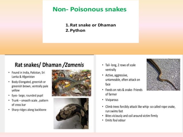Snakes-poisonous & Non poisonous, venom ,biting mechanism | PPTX ...