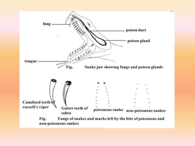 Snakes-poisonous & Non poisonous, venom ,biting mechanism | PPTX ...