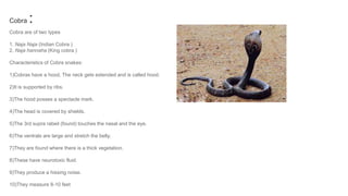 Snakes | PPTX
