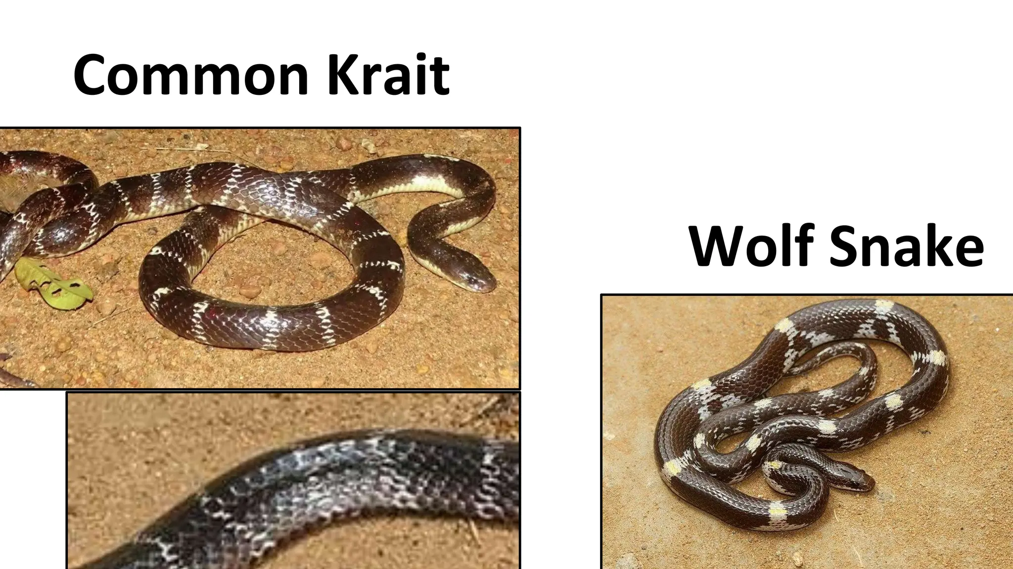 SNAKES:Venomous and Non venomous snakes.pptx