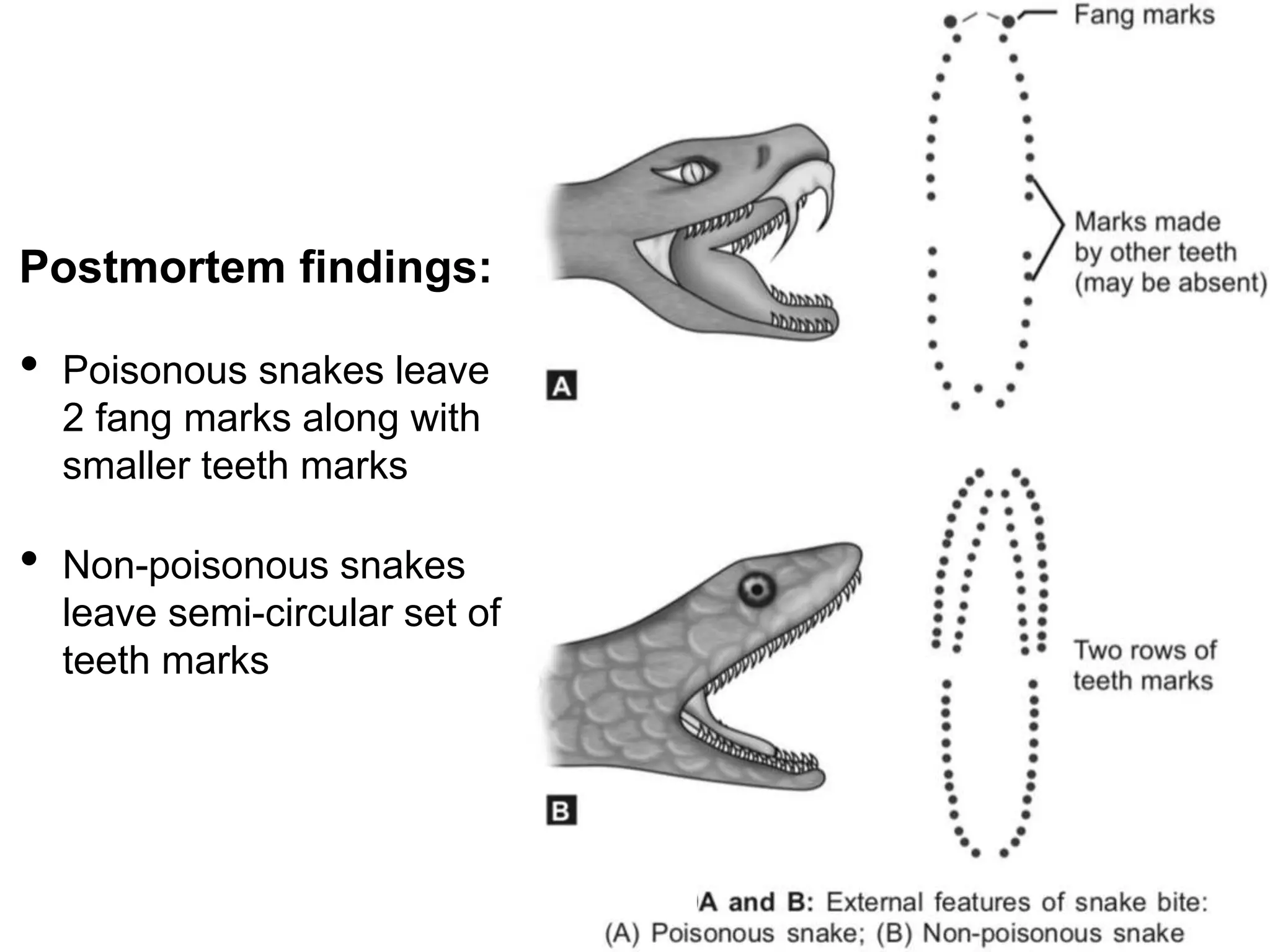 Snakes Toxicology | PPTX