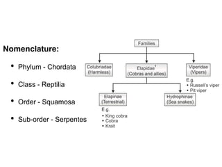 Snakes Toxicology | PPTX
