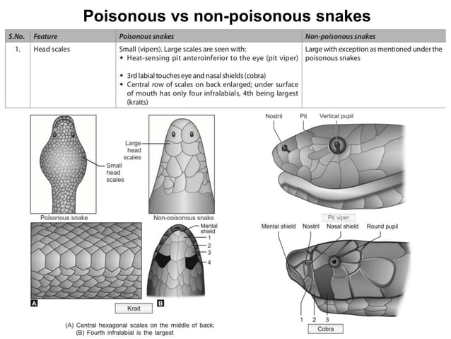 Snakes Toxicology | PPTX | First Aid | Injuries