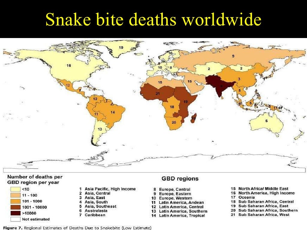 Which Countries Have No Venomous Snakes? – MAHZGY