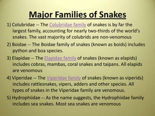 Snakes 101 | PPTX