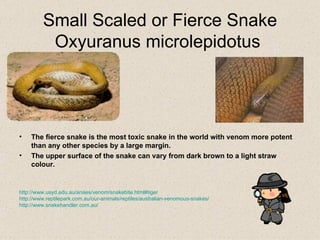 Snake safety design brief | PPT