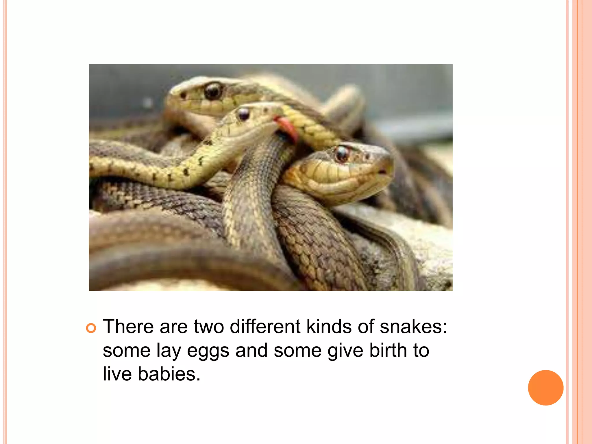 Snakes and their babies | PPT