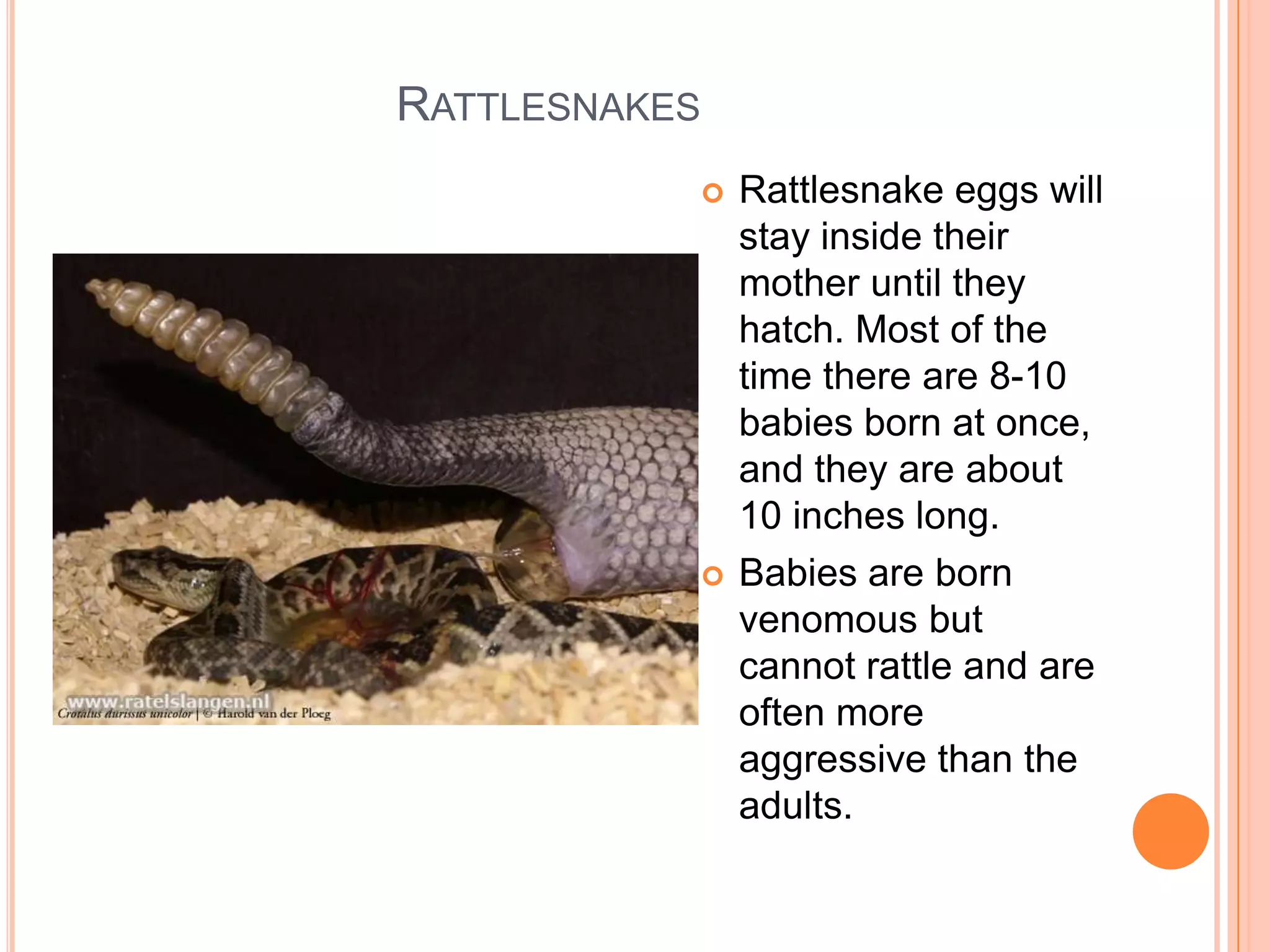 Snakes and their babies | PPTX