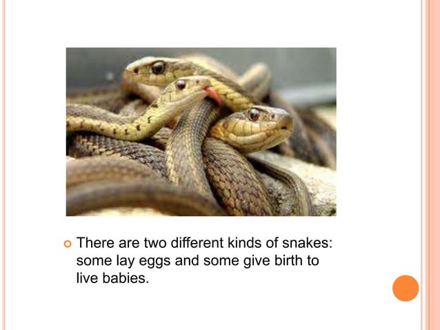 Snakes and their babies | PPTX