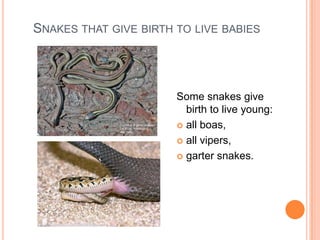 Snakes and their babies | PPT