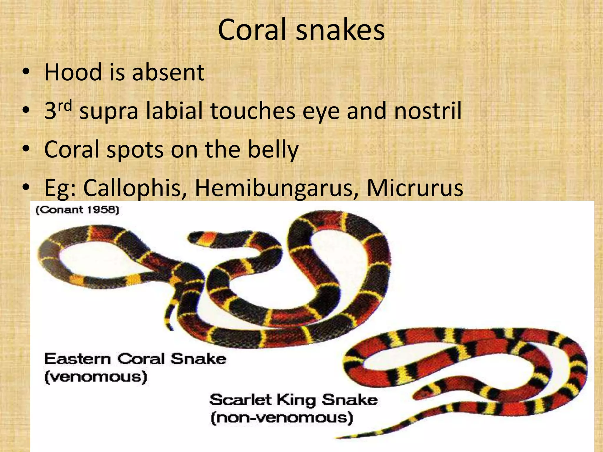 Snakes identification | PPTX