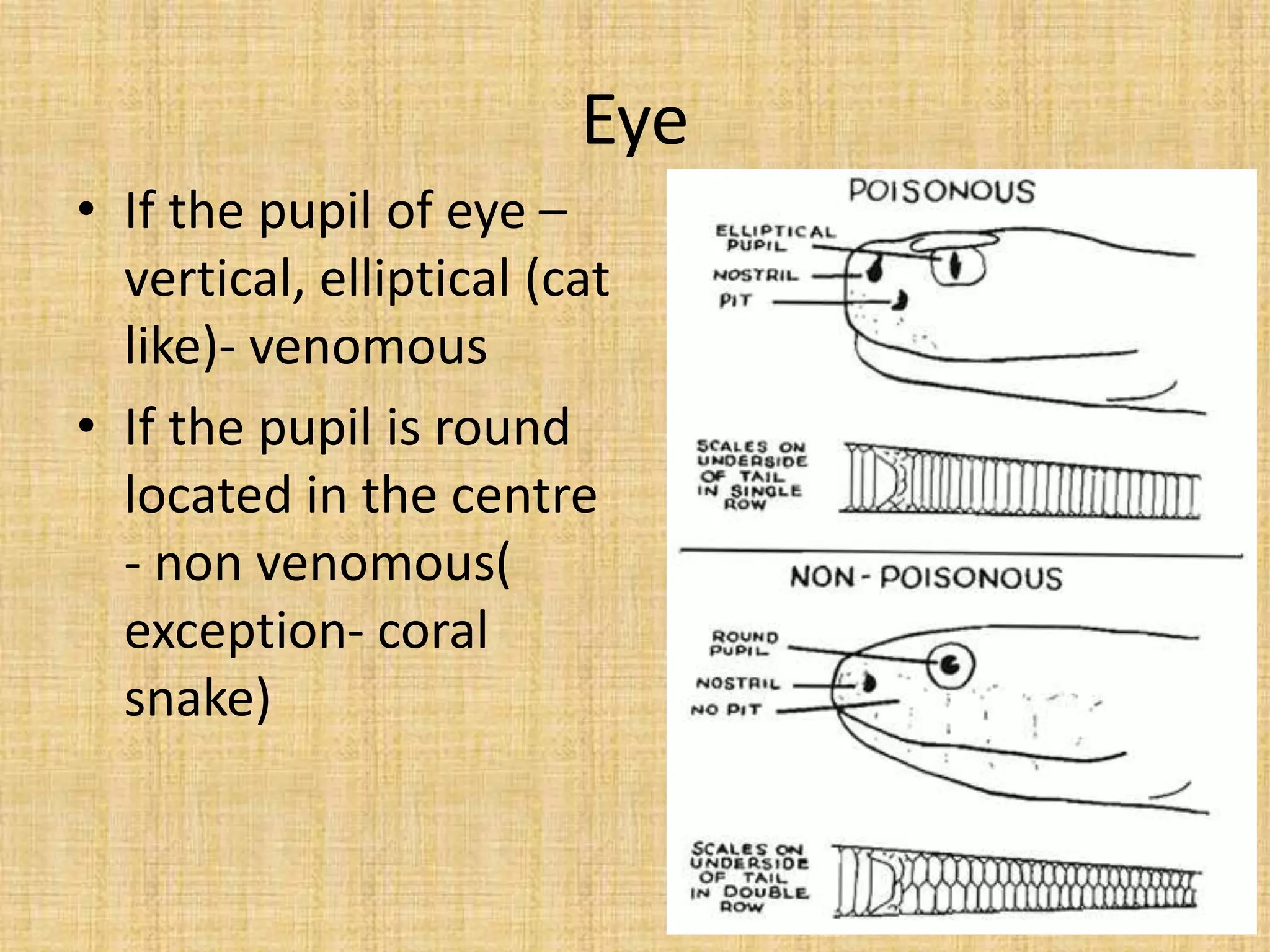 Snakes identification | PPTX