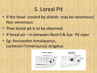 Snakes identification | PPTX