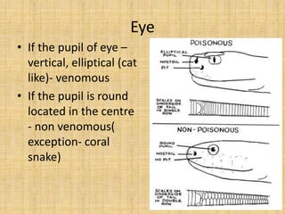 Snakes identification | PPTX