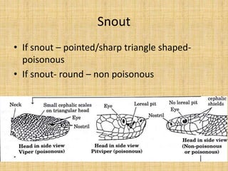 Snakes identification | PPTX