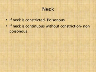 Snakes identification | PPTX