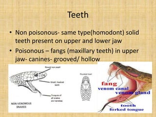 Snakes identification | PPTX
