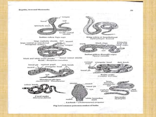 Snakes identification | PPTX