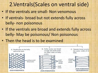 Snakes identification | PPTX