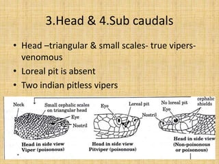 Snakes identification | PPTX