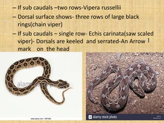 Snakes identification | PPTX