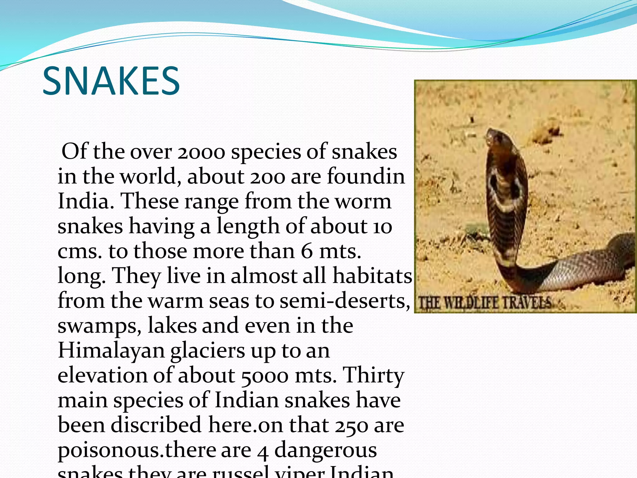 Snakes in india | PPTX