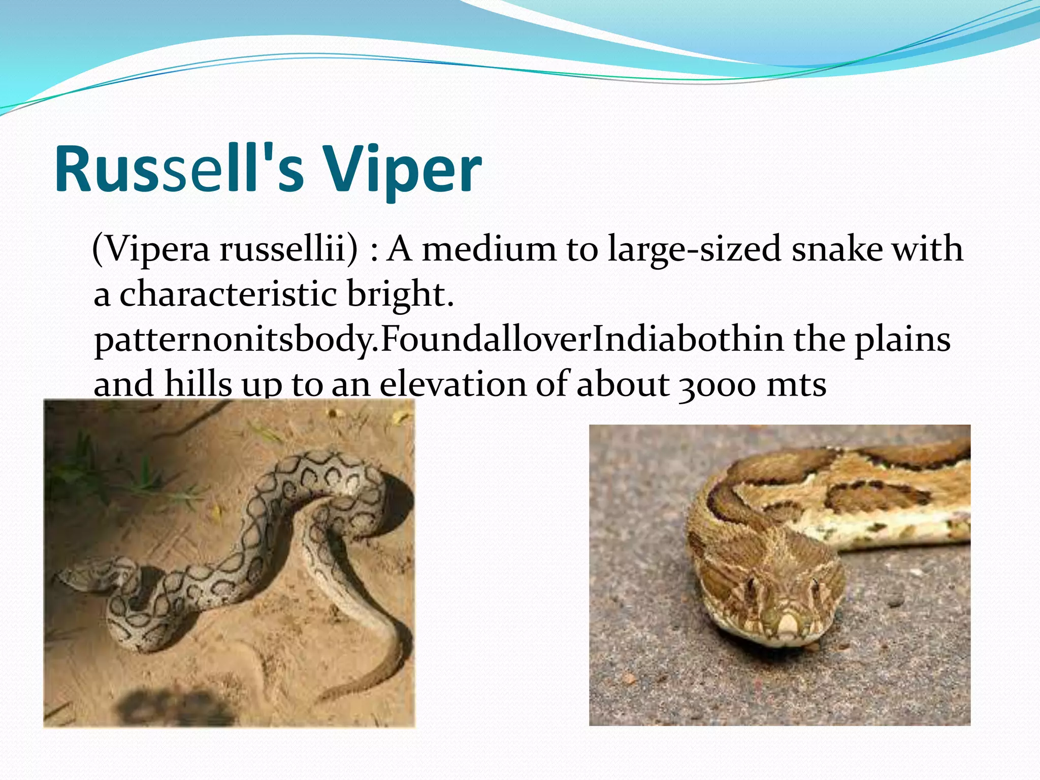 Snakes in india | PPTX
