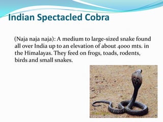 Snakes in india | PPTX