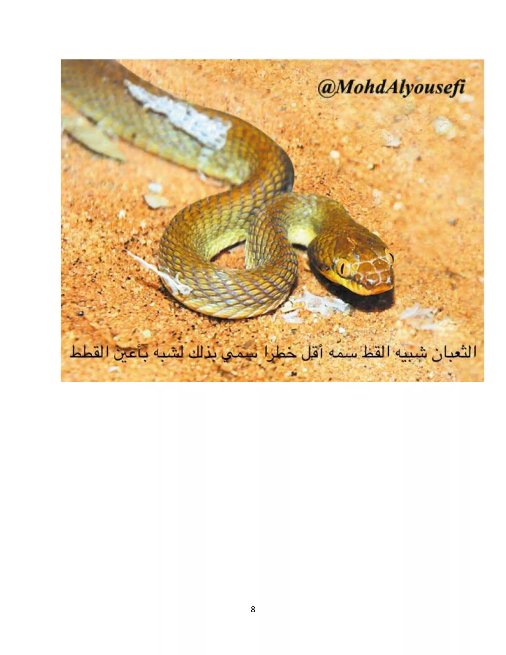 Snakes in KSA.docx