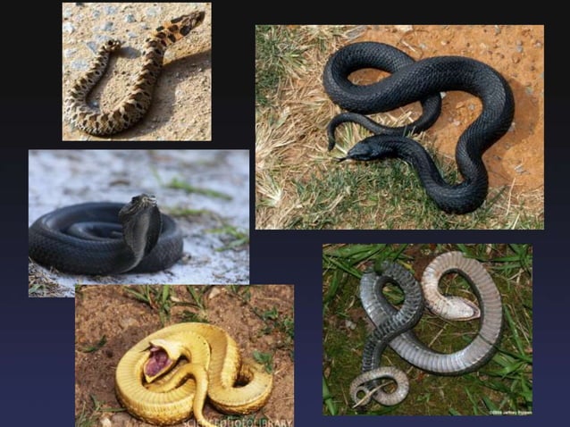 Snakes of Southern Ohio | PPTX