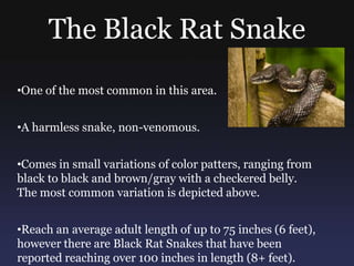 Snakes of Southern Ohio | PPTX