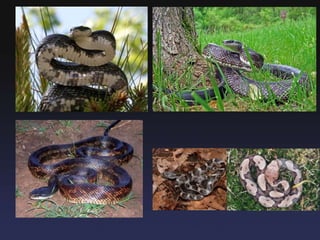 Snakes of Southern Ohio | PPTX
