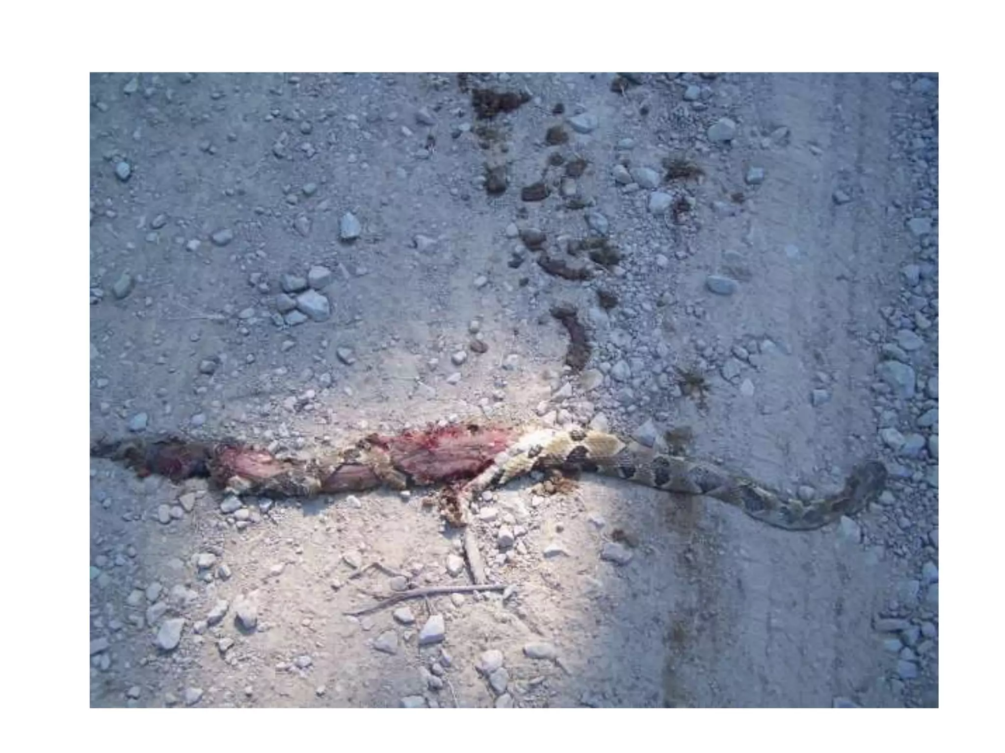 Snakes in the classroom | PPT