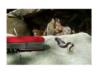 Snakes in the classroom | PPT