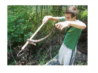 Snakes in the classroom | PPT