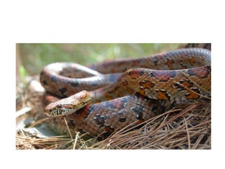 Snakes in the classroom | PPT