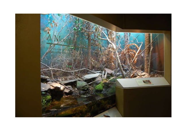 Snakes in the classroom | PPT