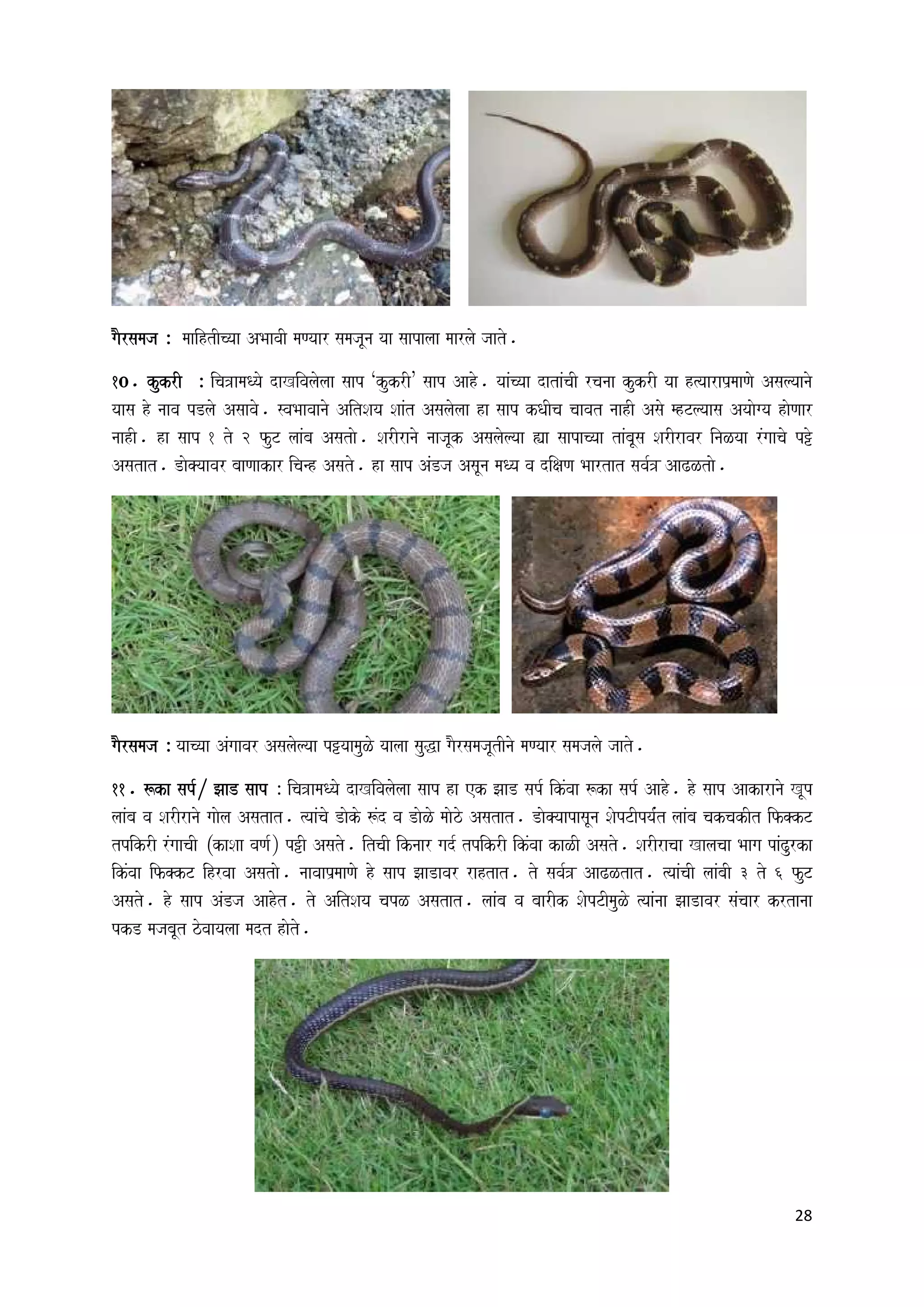 Snakes Myths & Facts in Marathi by Santosh Takale | PDF