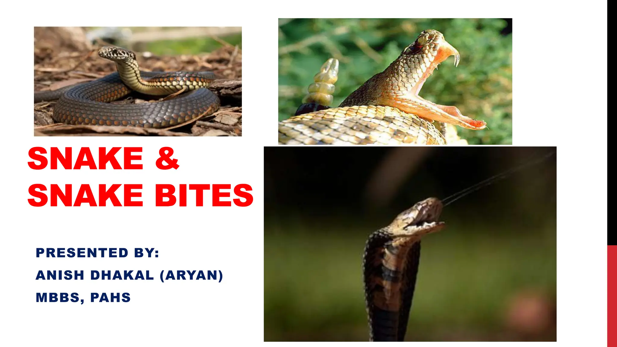 Details about snake bites their impact and remedies | PDF | First Aid ...
