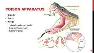 Details about snake bites their impact and remedies | PDF | First Aid ...