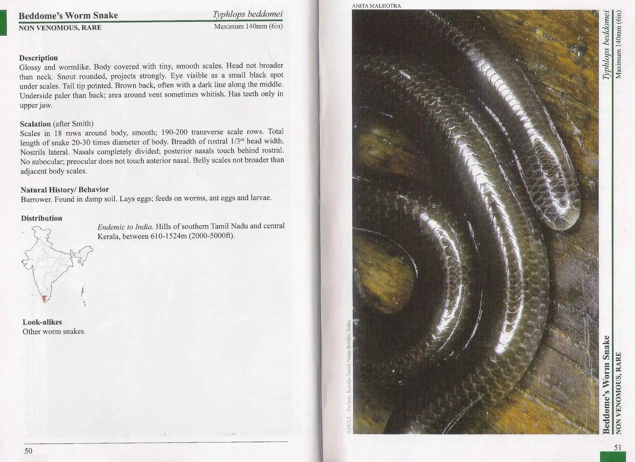 Snakes of India - a comprehensive description | PDF