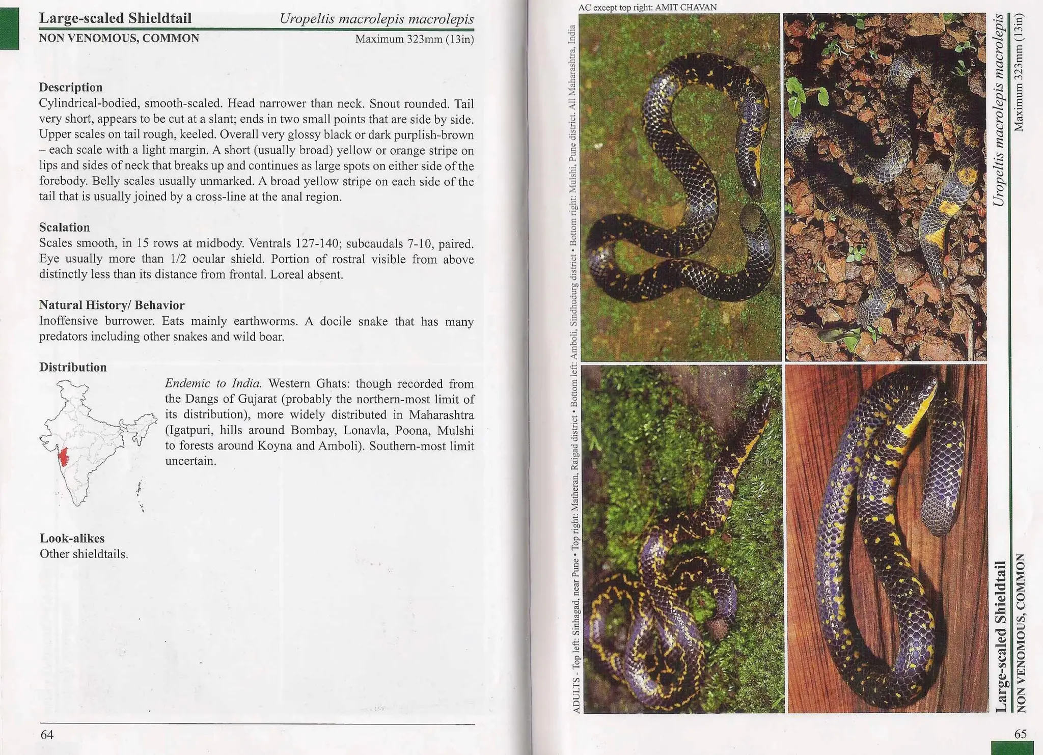 Snakes of India - a comprehensive description | PDF