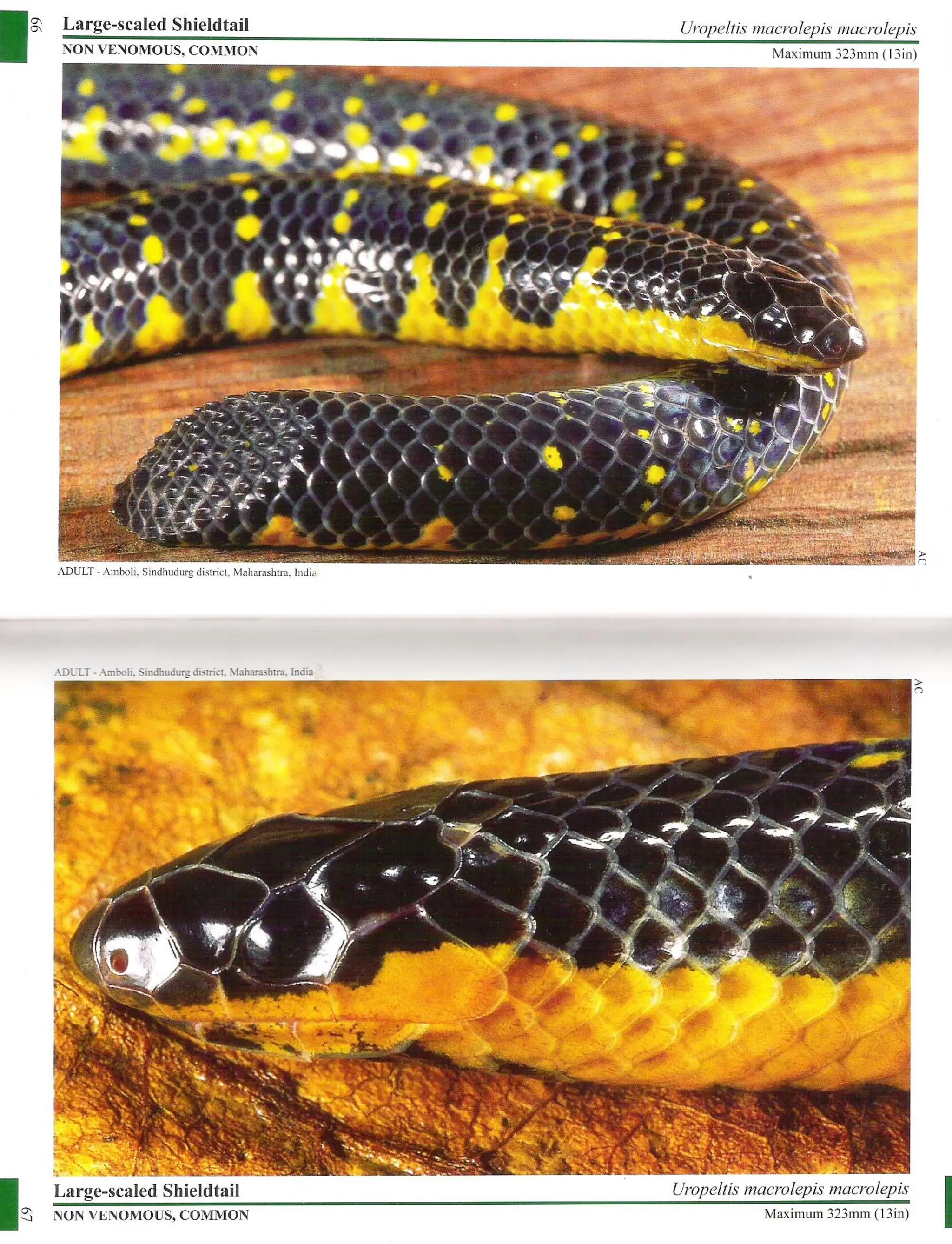 Snakes of India - a comprehensive description | PDF