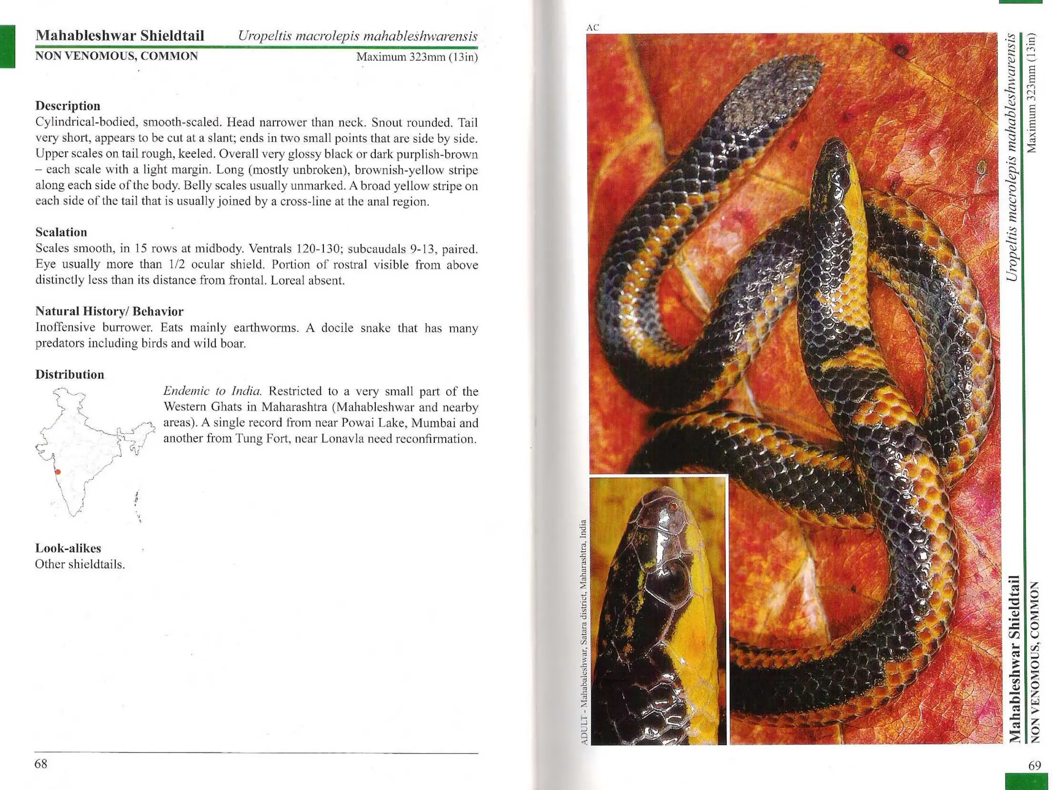 Snakes of India - a comprehensive description | PDF