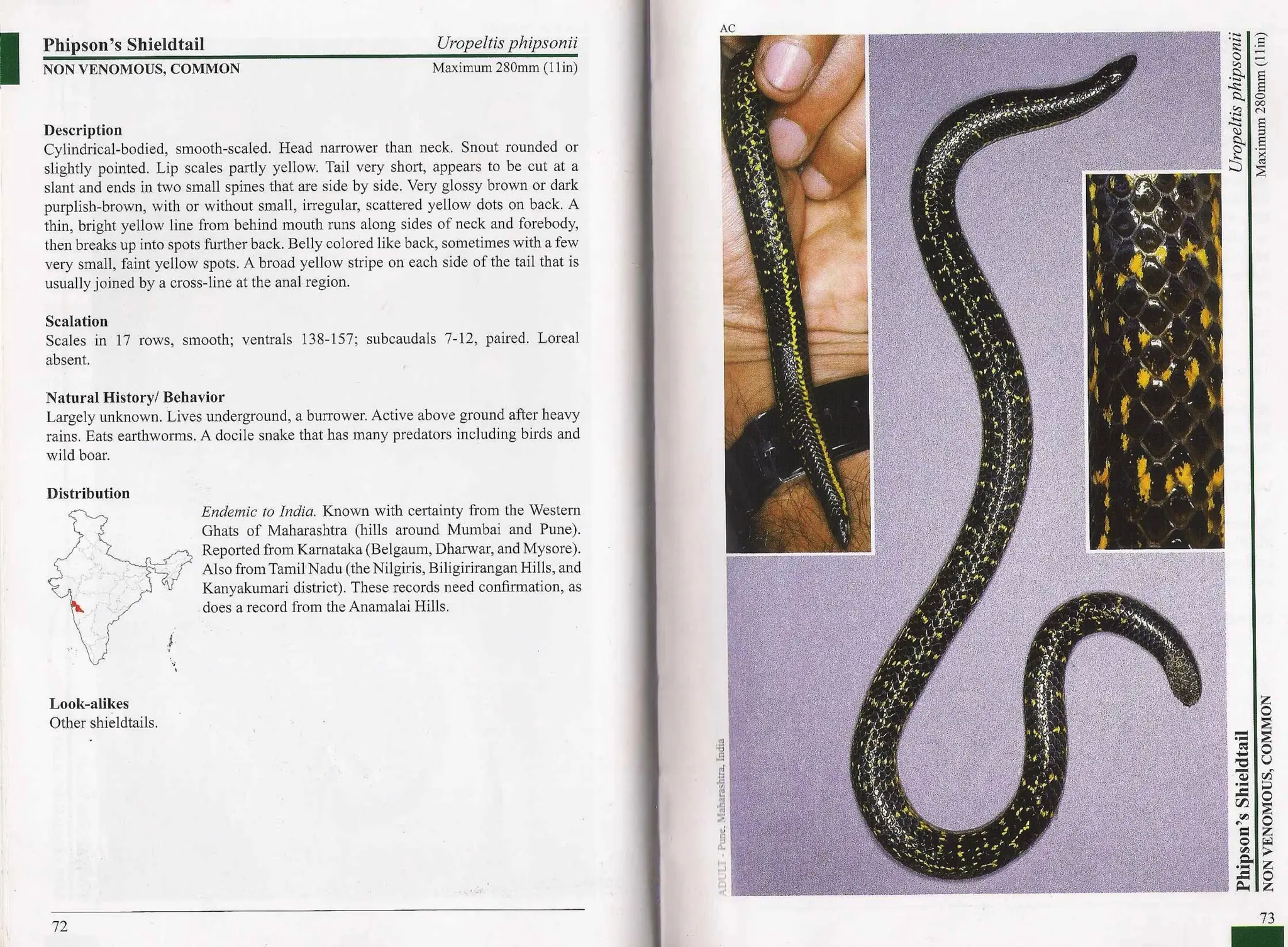 Snakes of India - a comprehensive description | PDF