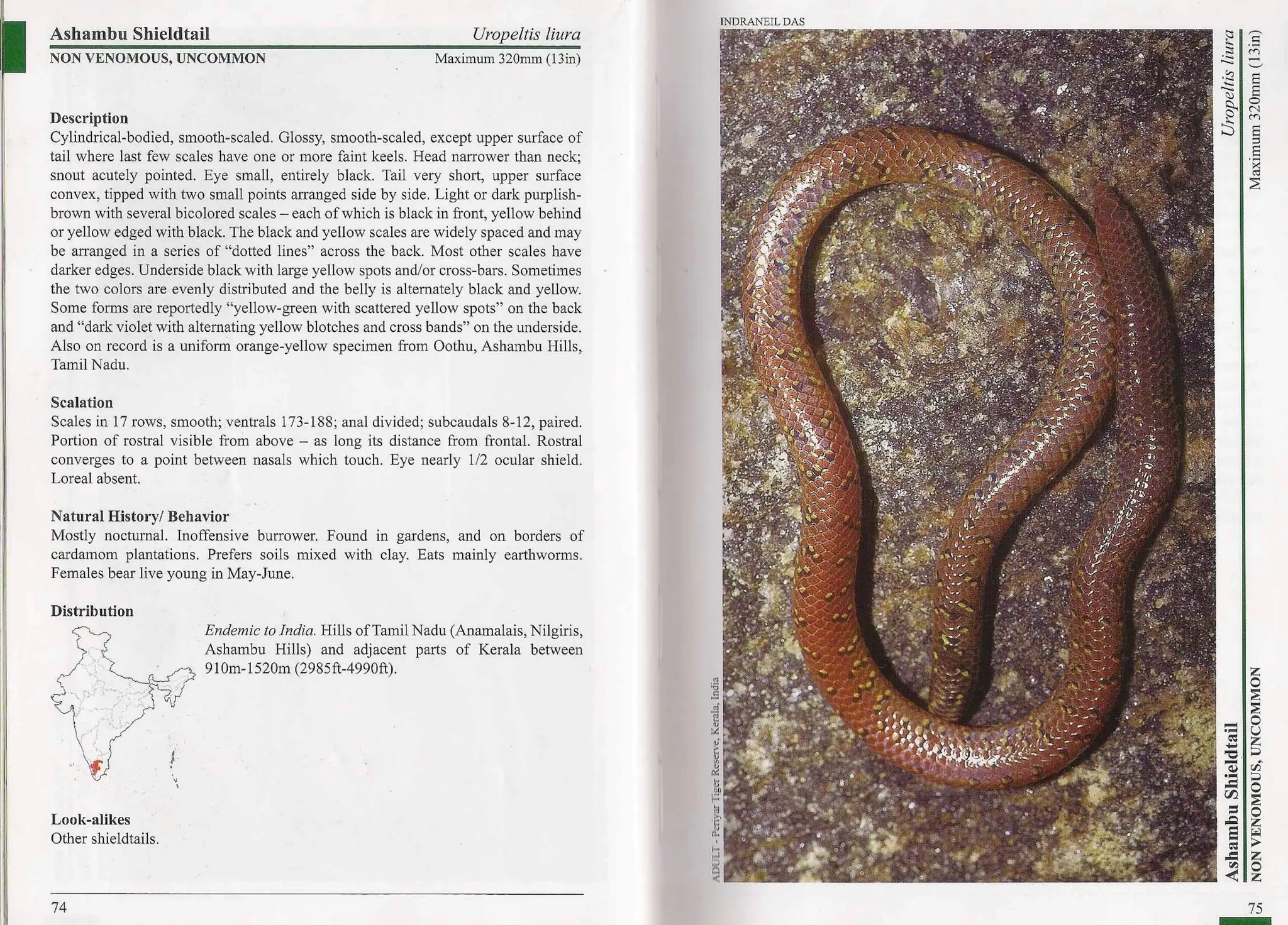Snakes of India - a comprehensive description | PDF
