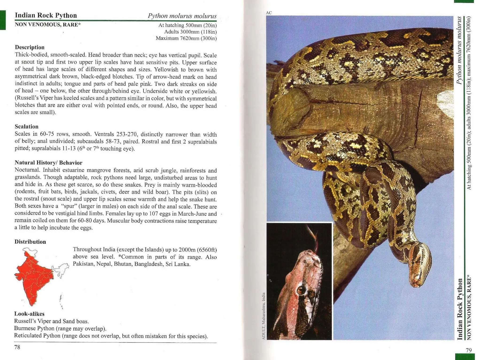 Snakes of India - a comprehensive description | PDF