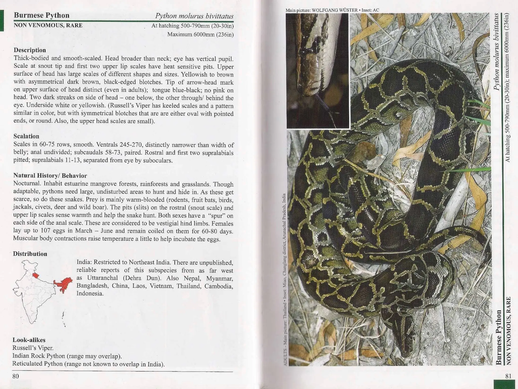 Snakes of India - a comprehensive description | PDF