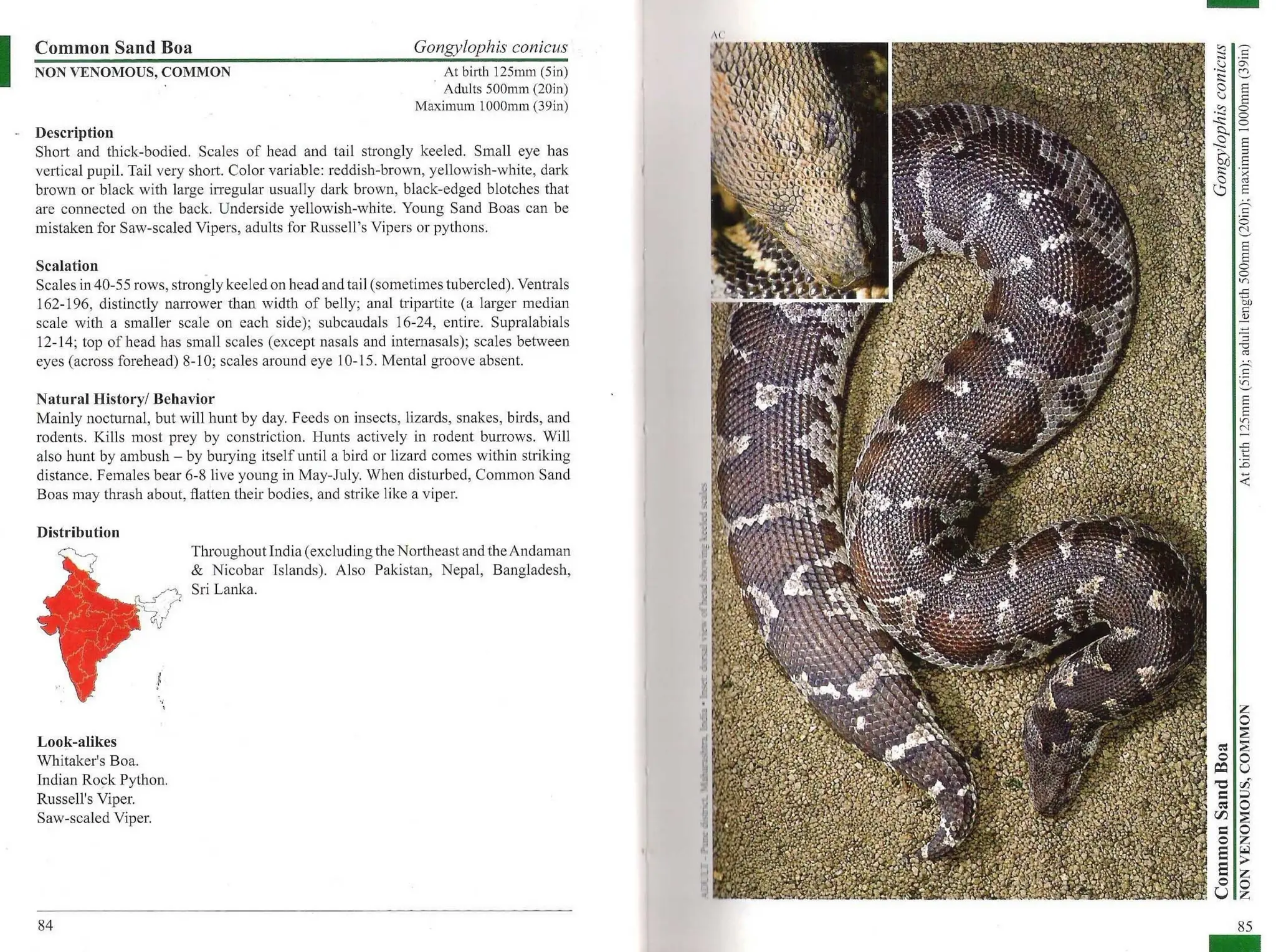 Snakes of India - a comprehensive description | PDF