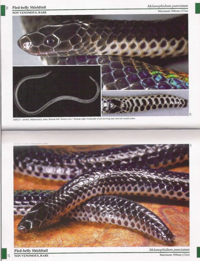 Snakes of India - a comprehensive description | PPT